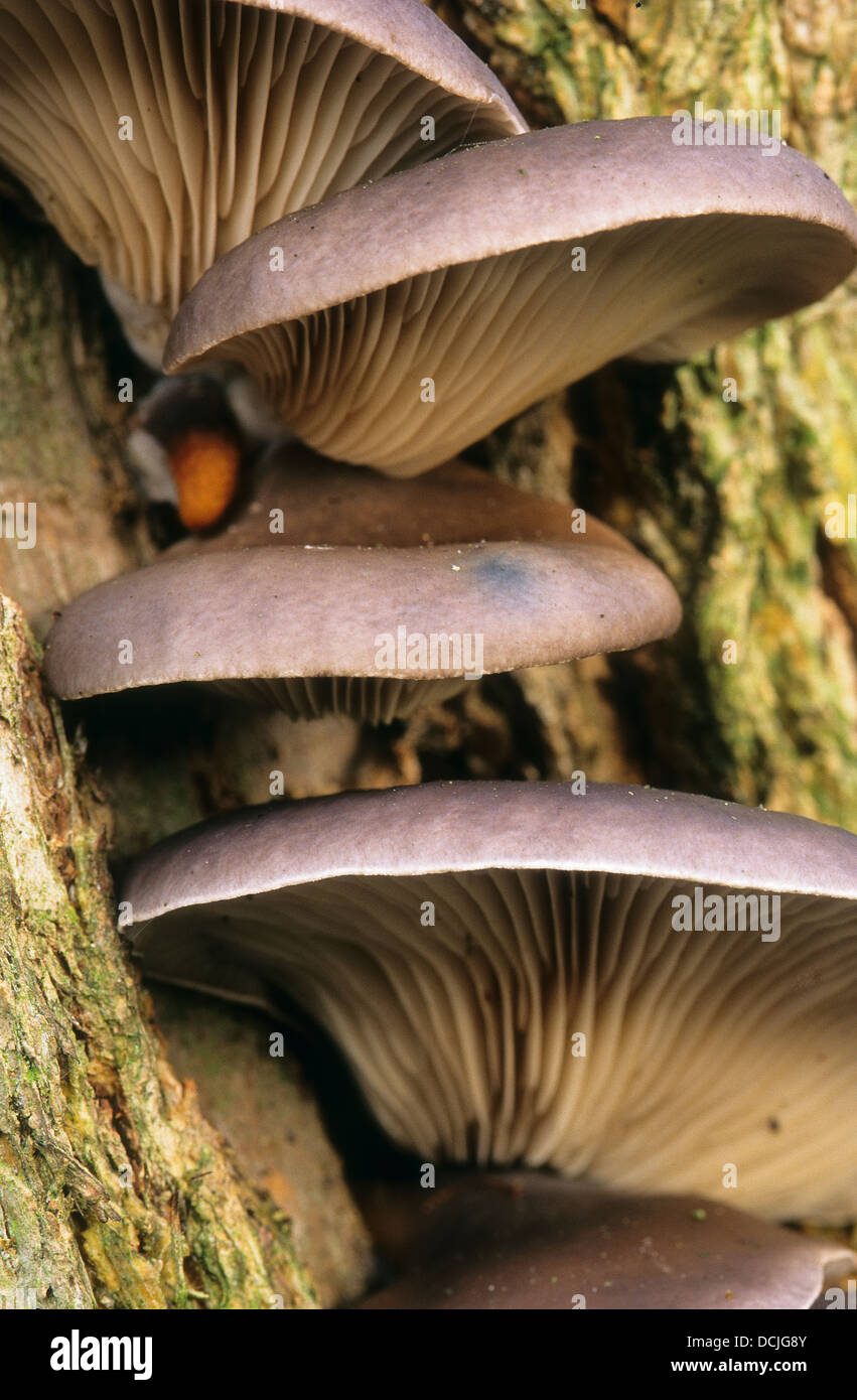 Oyster mushroom, Austern-Seitling, Austernseitling, Austernpilz ...
