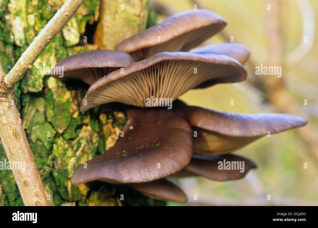 Oyster mushroom, Austern-Seitling, Austernseitling, Austernpilz ...