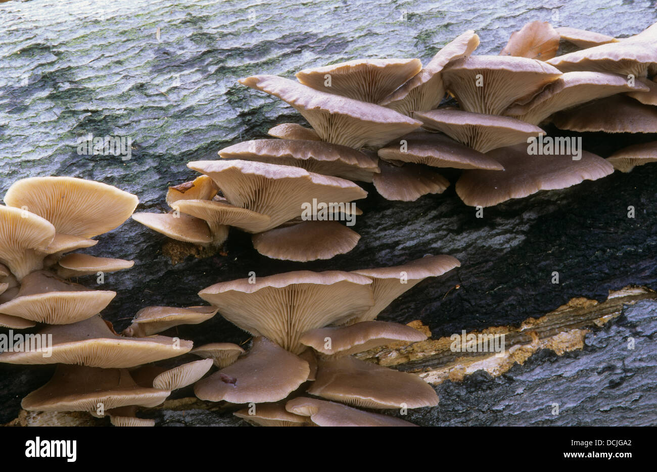 Oyster mushroom, Austern-Seitling, Austernseitling, Austernpilz ...