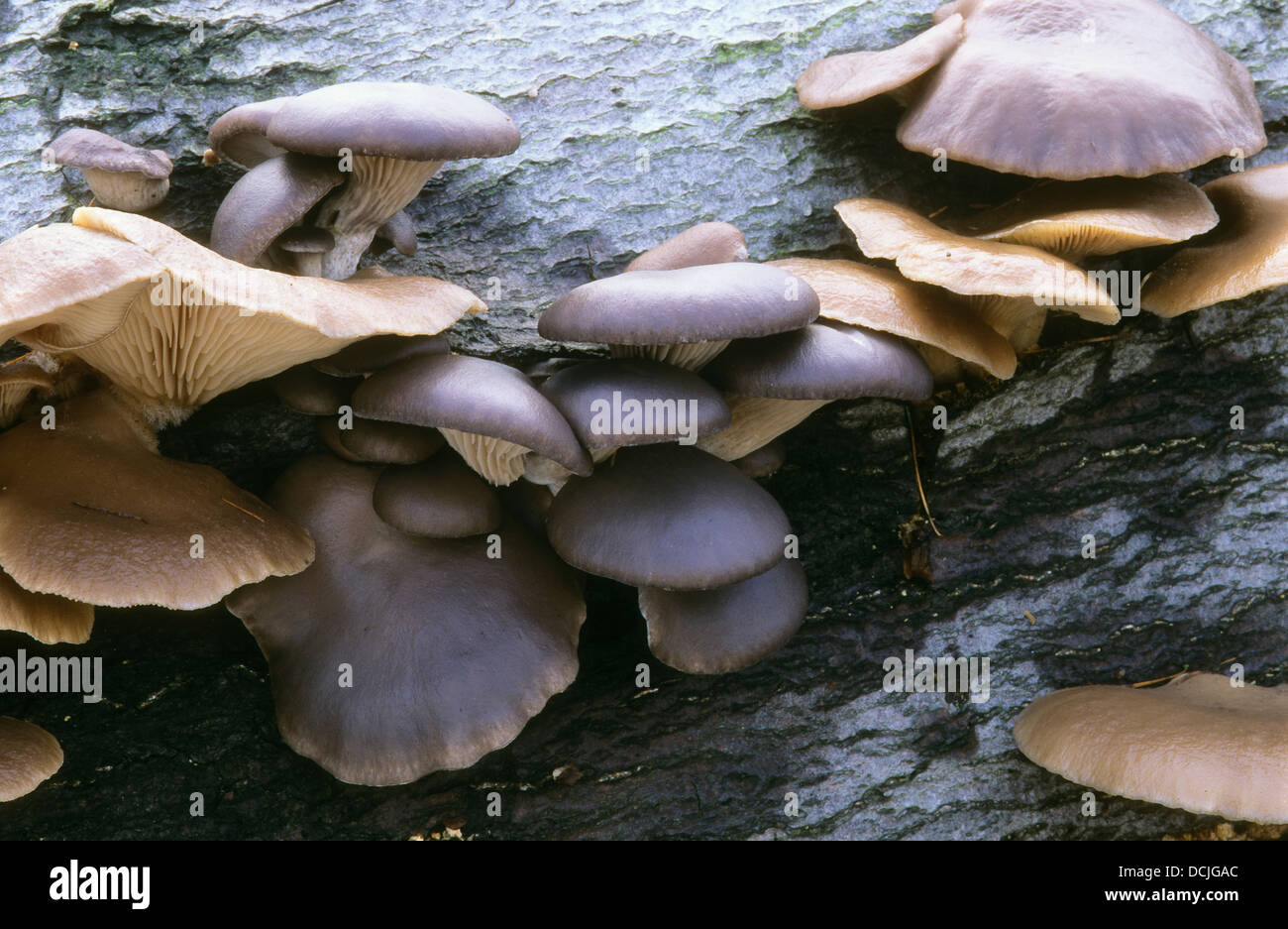 Oyster mushroom, Austern-Seitling, Austernseitling, Austernpilz ...