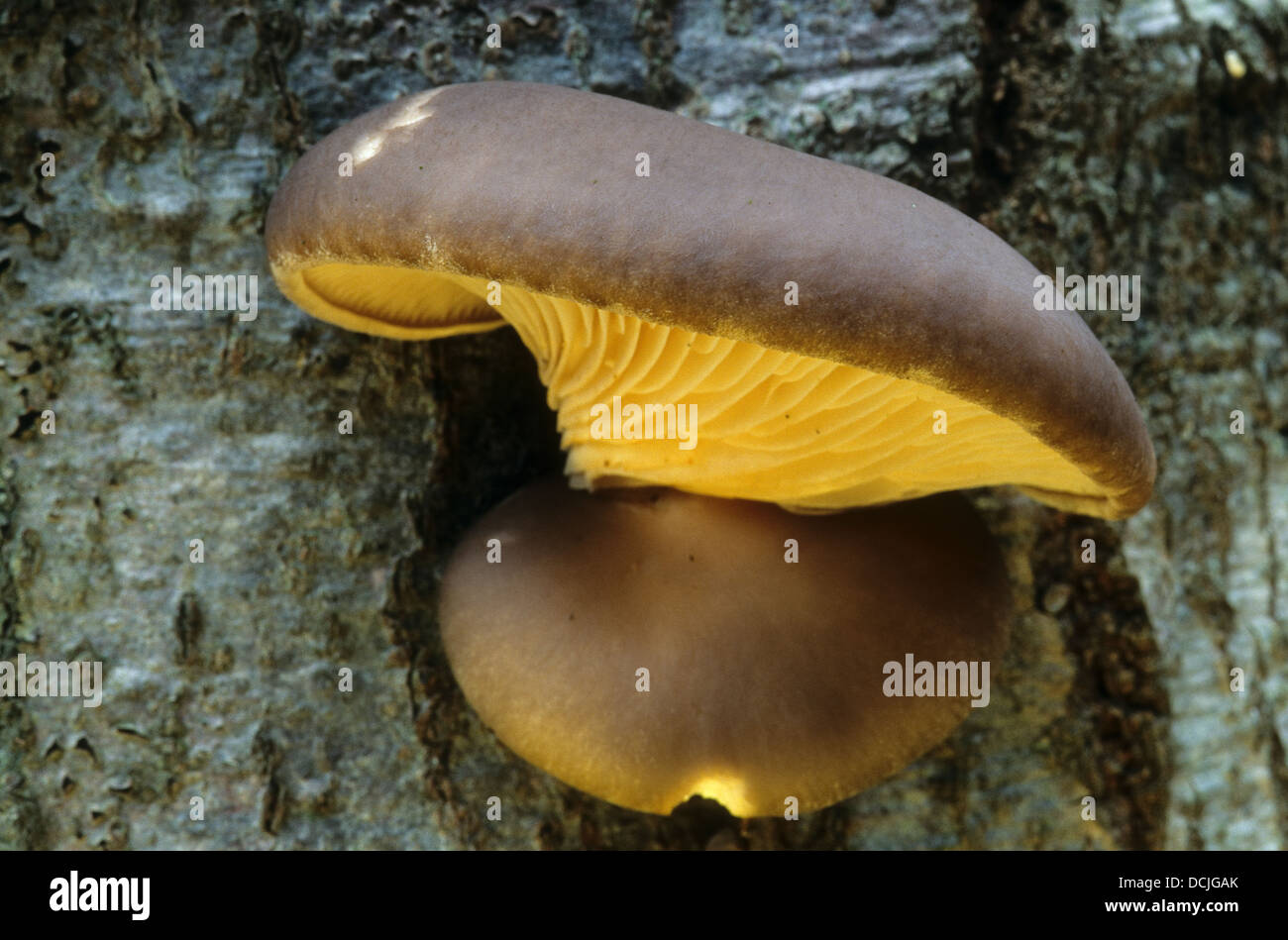 Austernseitling pilz hi-res stock photography and images - Alamy