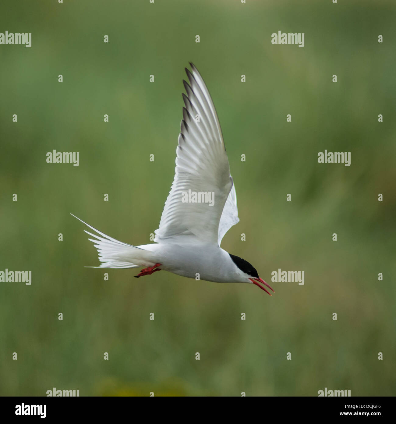 Arctic Tern Flying Stock Photo - Alamy