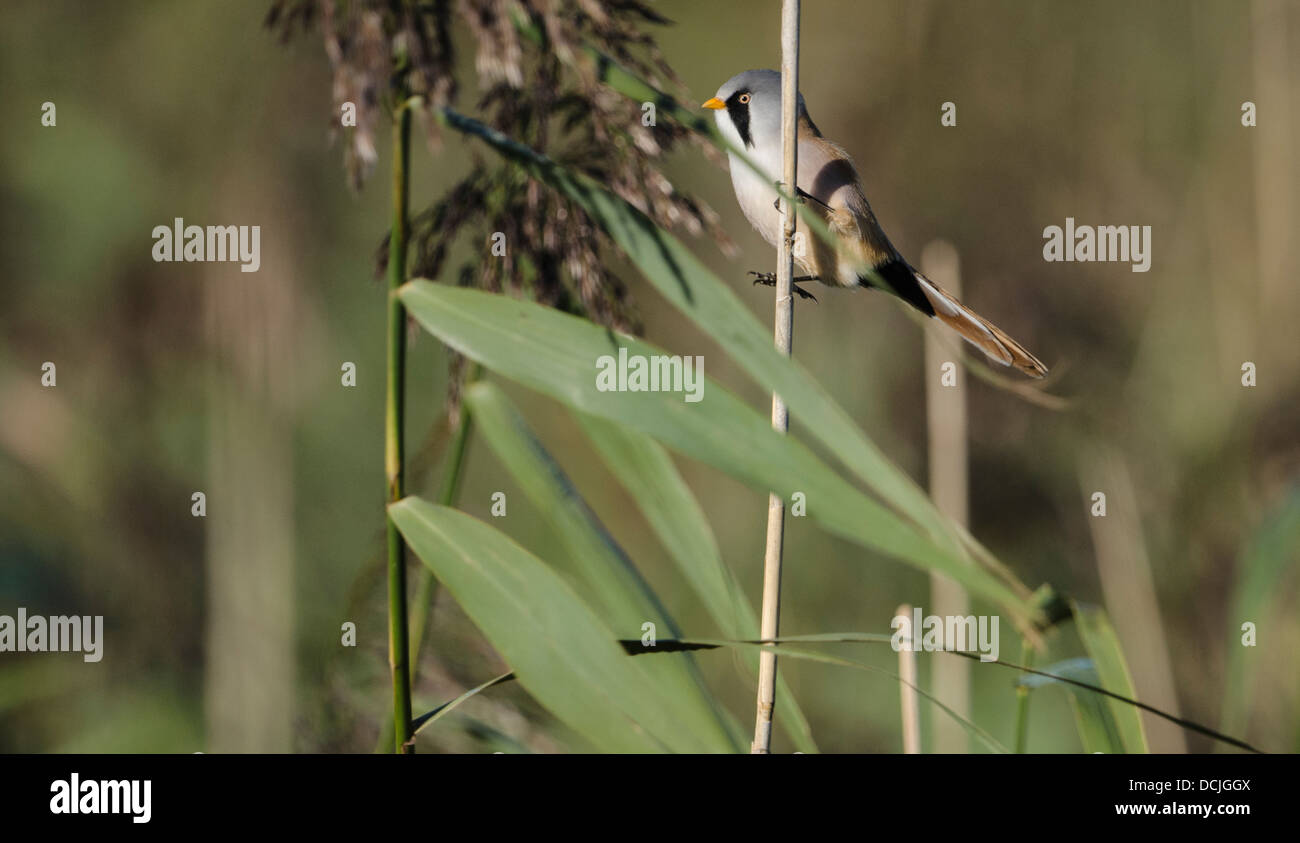 Male perched in reeds Stock Photo - Alamy