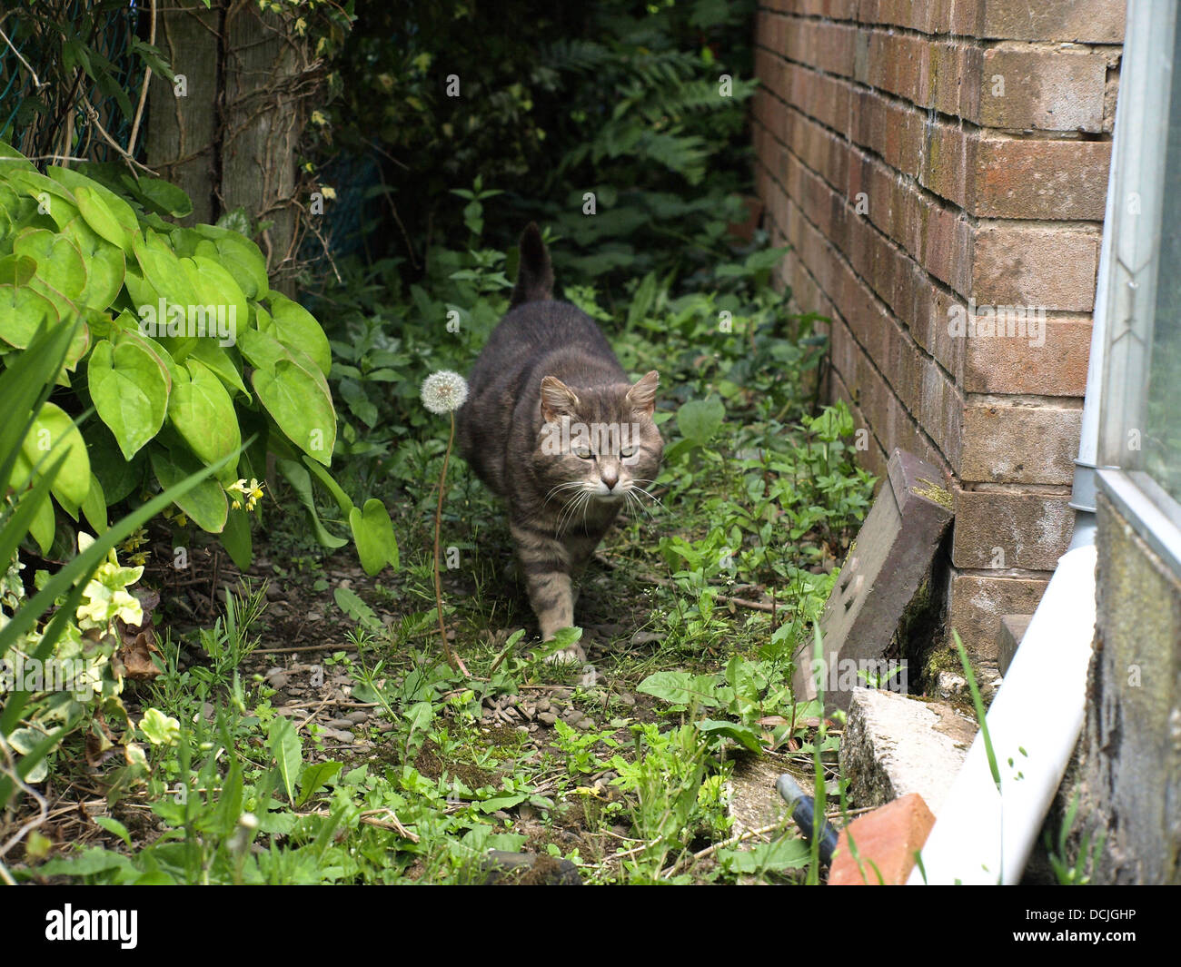 Alley cat hi-res stock photography and images - Alamy