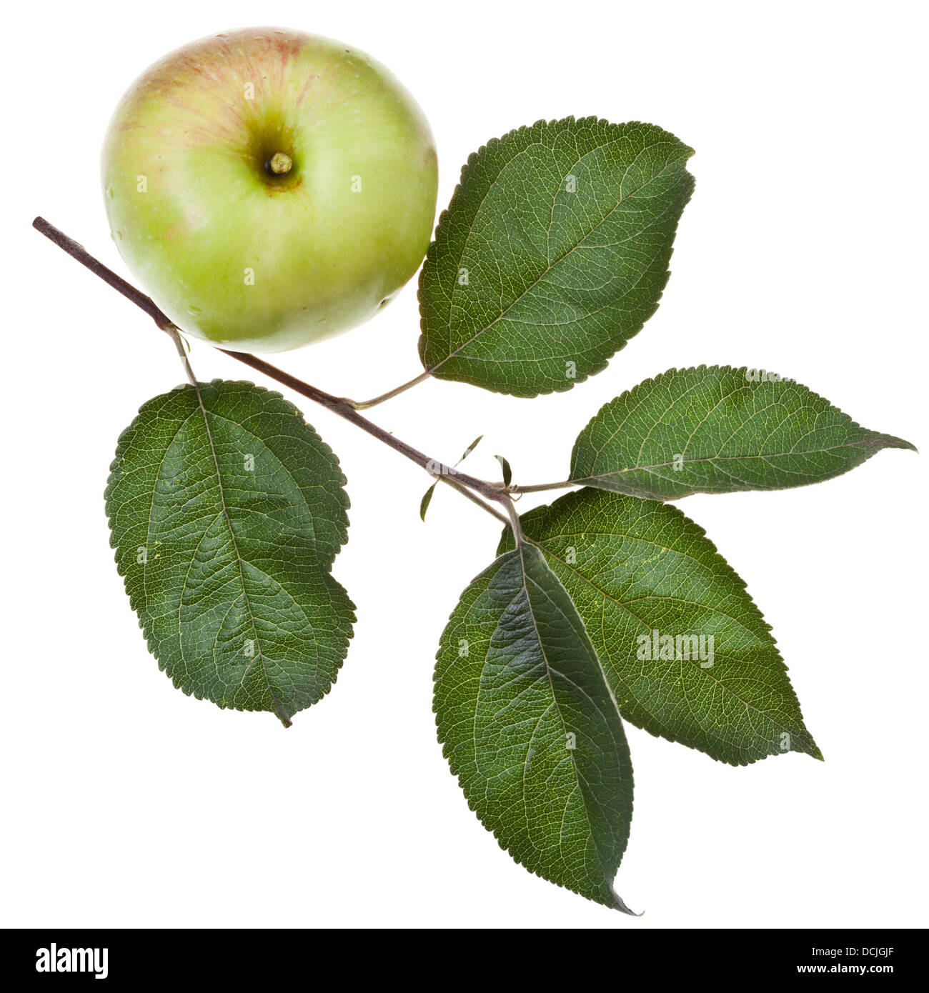 top view of apple tree branch with green leaves and fresh apple ...
