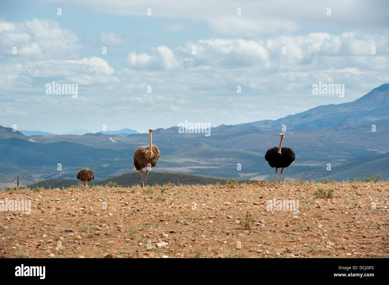 Ostrich farm at the base of the Swartberg mountains, Oudtshoorn, South ...