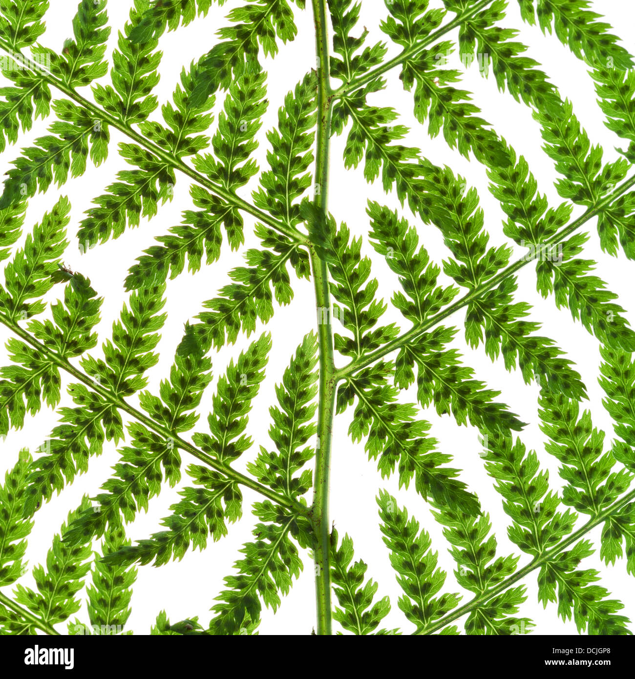 macro view of fern green sprig isolated on white background Stock Photo ...