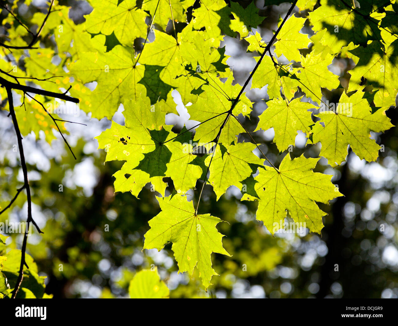 Sunlight in early autumn forest hi-res stock photography and images - Alamy