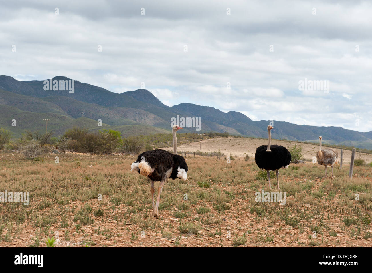 Ostrich farm at the base of the Swartberg mountains, Oudtshoorn, South ...