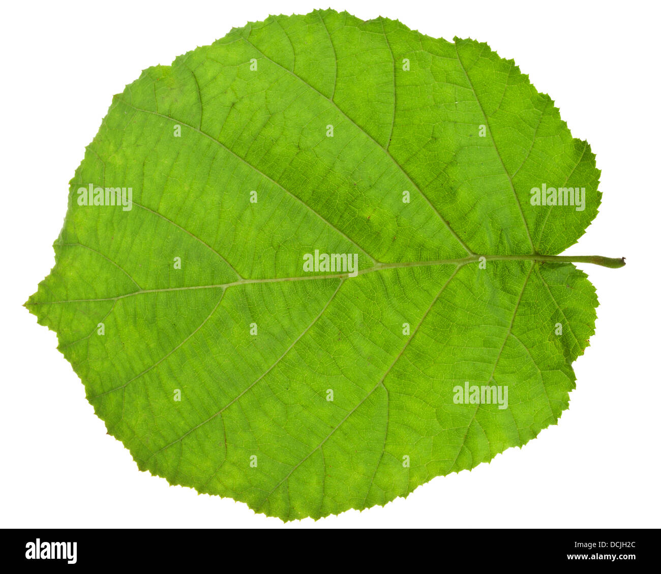 back side of green leaf of hazel tree isolated on white background ...
