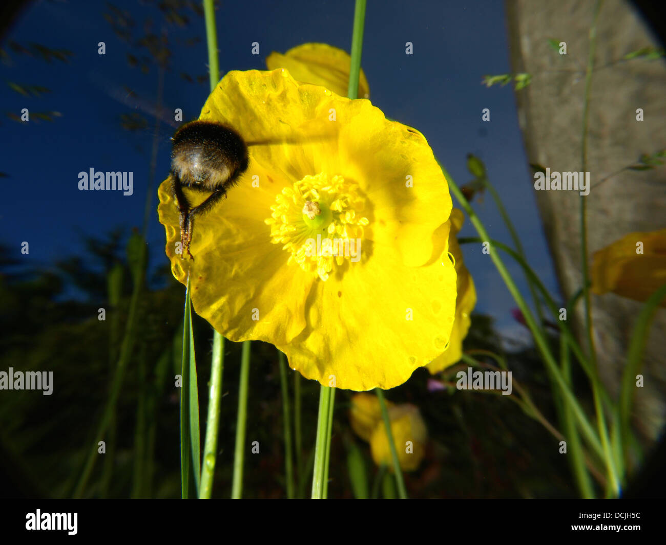 Bumblebee flying to yellow poppy Stock Photo - Alamy