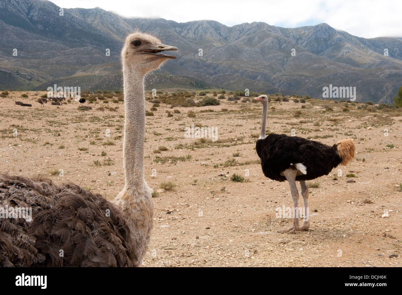 Ostrich farm at the base of the Swartberg mountains, Oudtshoorn, South ...