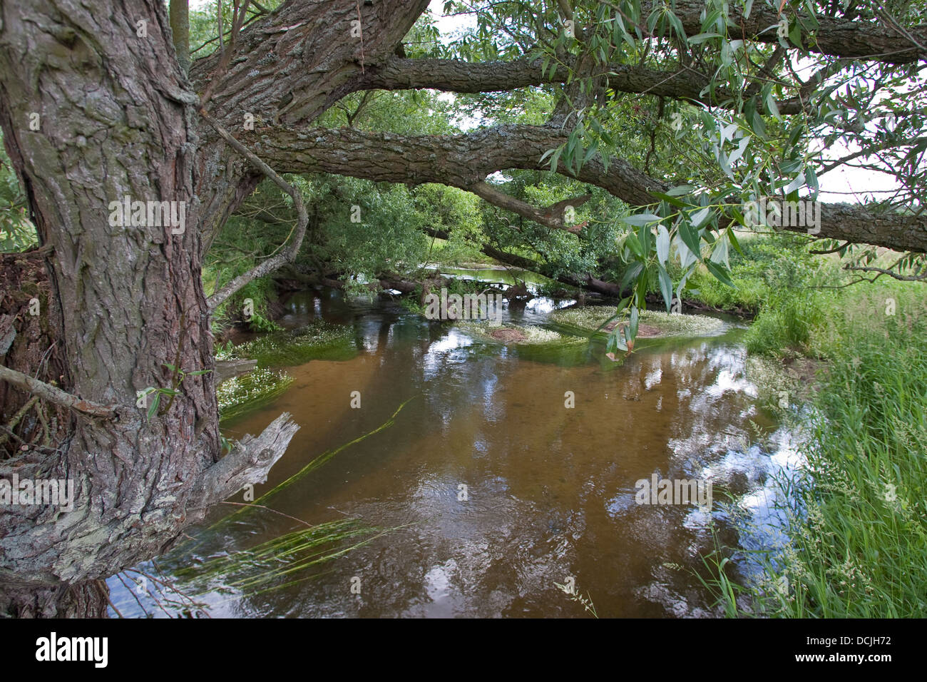 Brook, river, rivulet, stream, Naturnaher Flachlandbach, Bach, Fluß ...