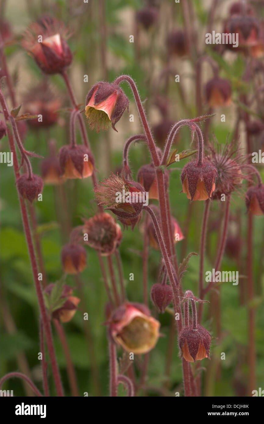 Indian chocolate root hi-res stock photography and images - Alamy