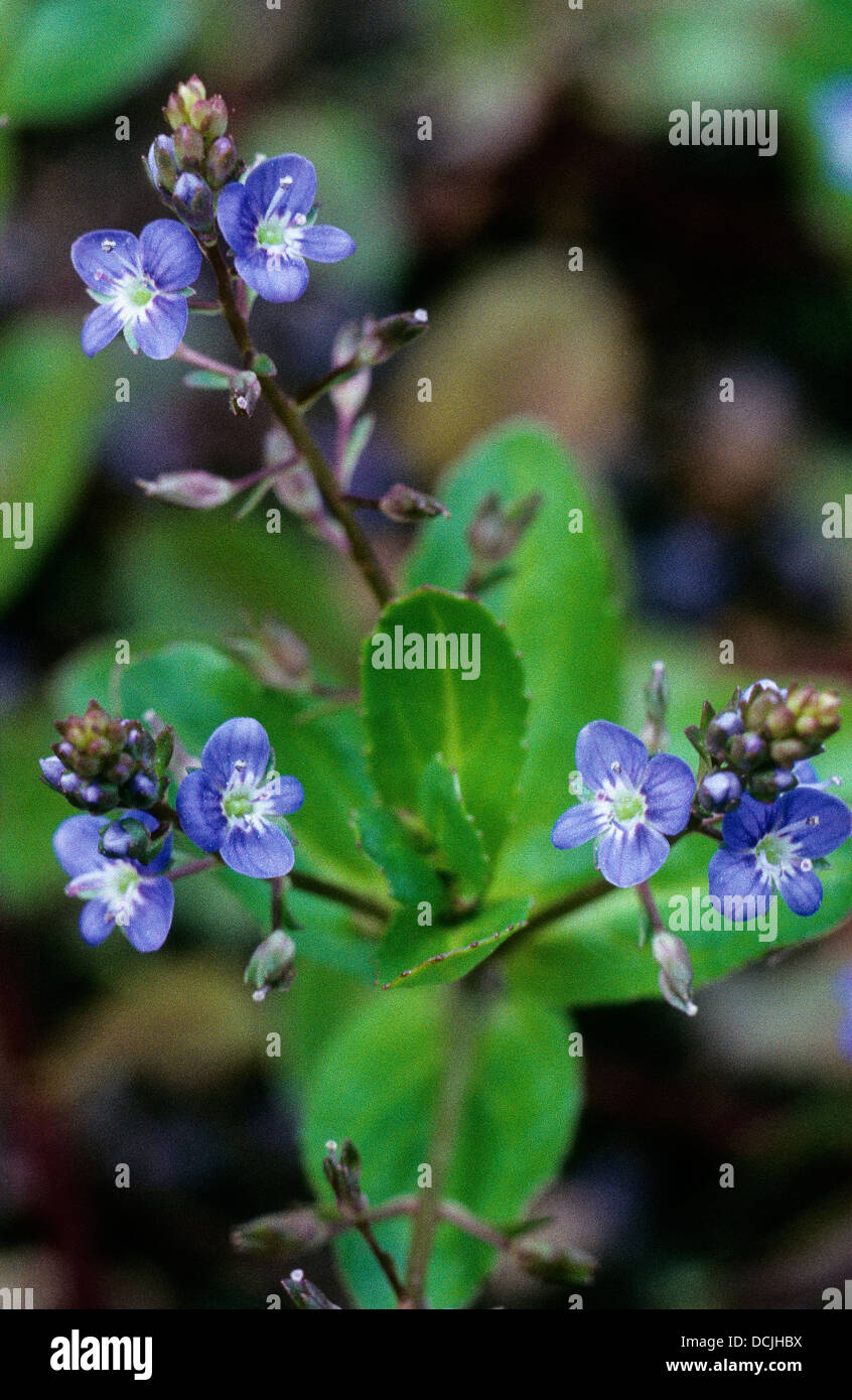Brooklime, European speedwell, Water Pimpernel, Bachbunge, Bach ...