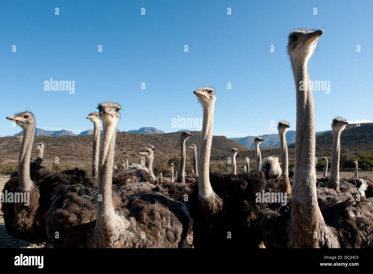 Ostrich farming hi-res stock photography and images - Alamy