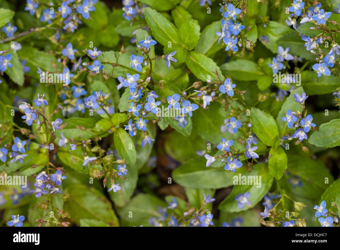 Brooklime, European speedwell, Water Pimpernel, Bachbunge, Bach ...