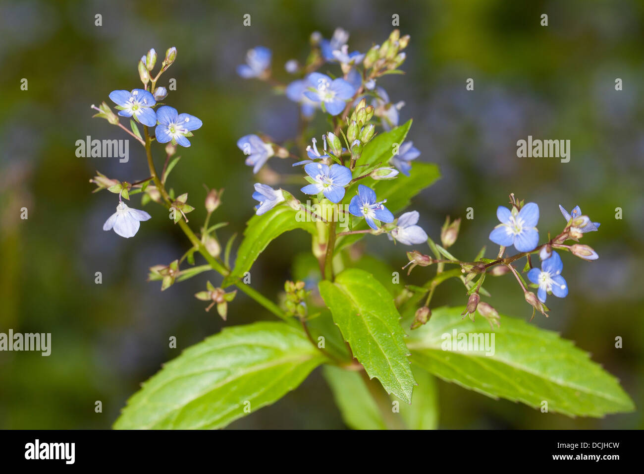 Brooklime, European speedwell, Water Pimpernel, Bachbunge, Bach ...