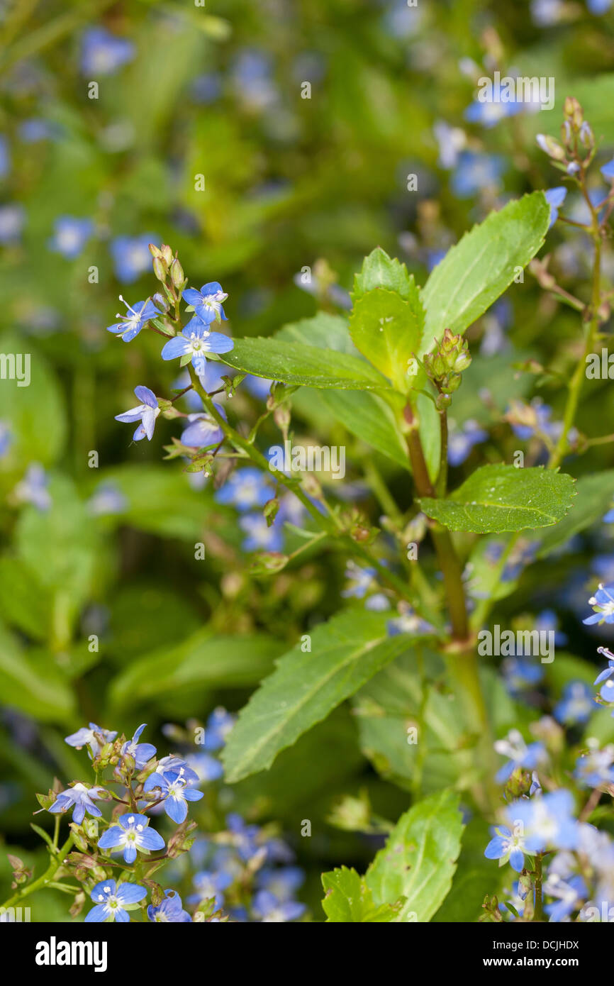 Brooklime, European speedwell, Water Pimpernel, Bachbunge, Bach ...