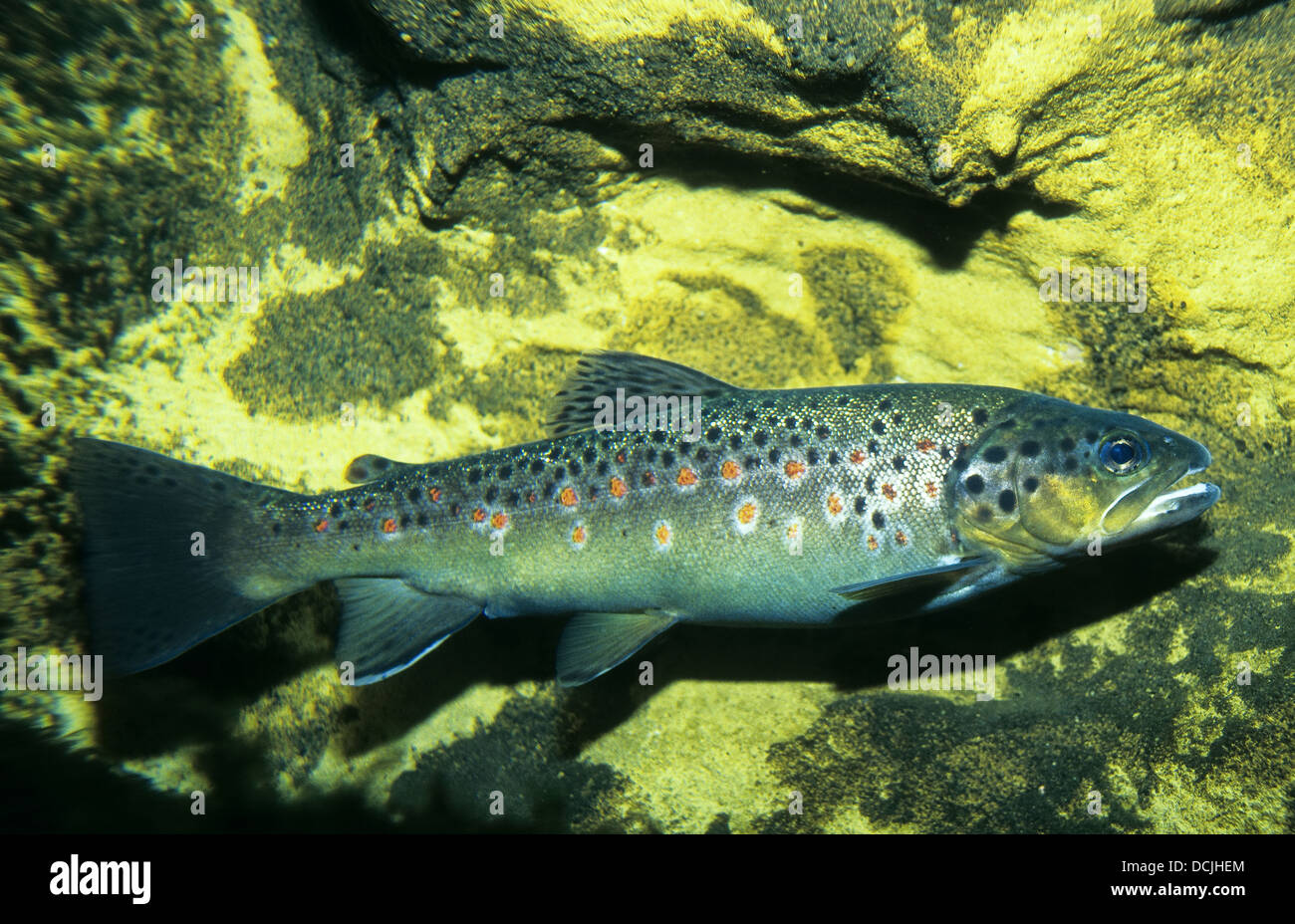 Bachforelle High Resolution Stock Photography and Images - Alamy