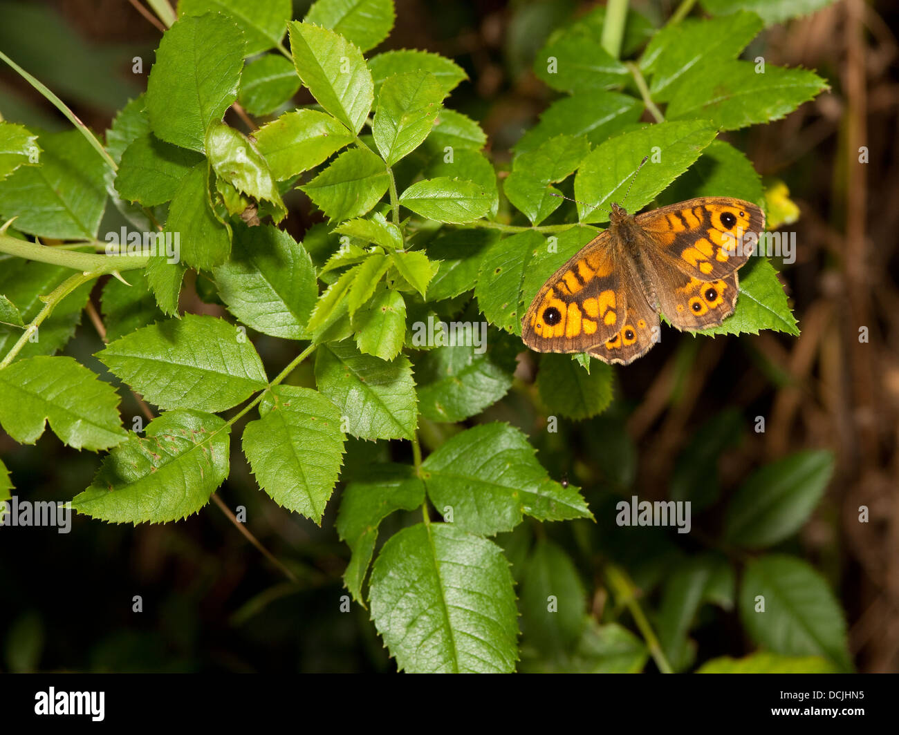 a male wall brown butterfly, Latin name Lasiommata megera resting on ...