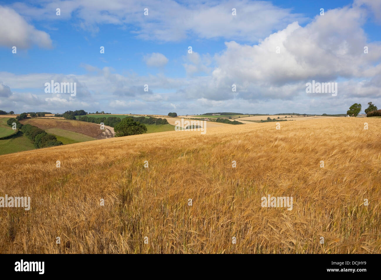 A golden ripening summer barley crop with patchwork field scenery in ...