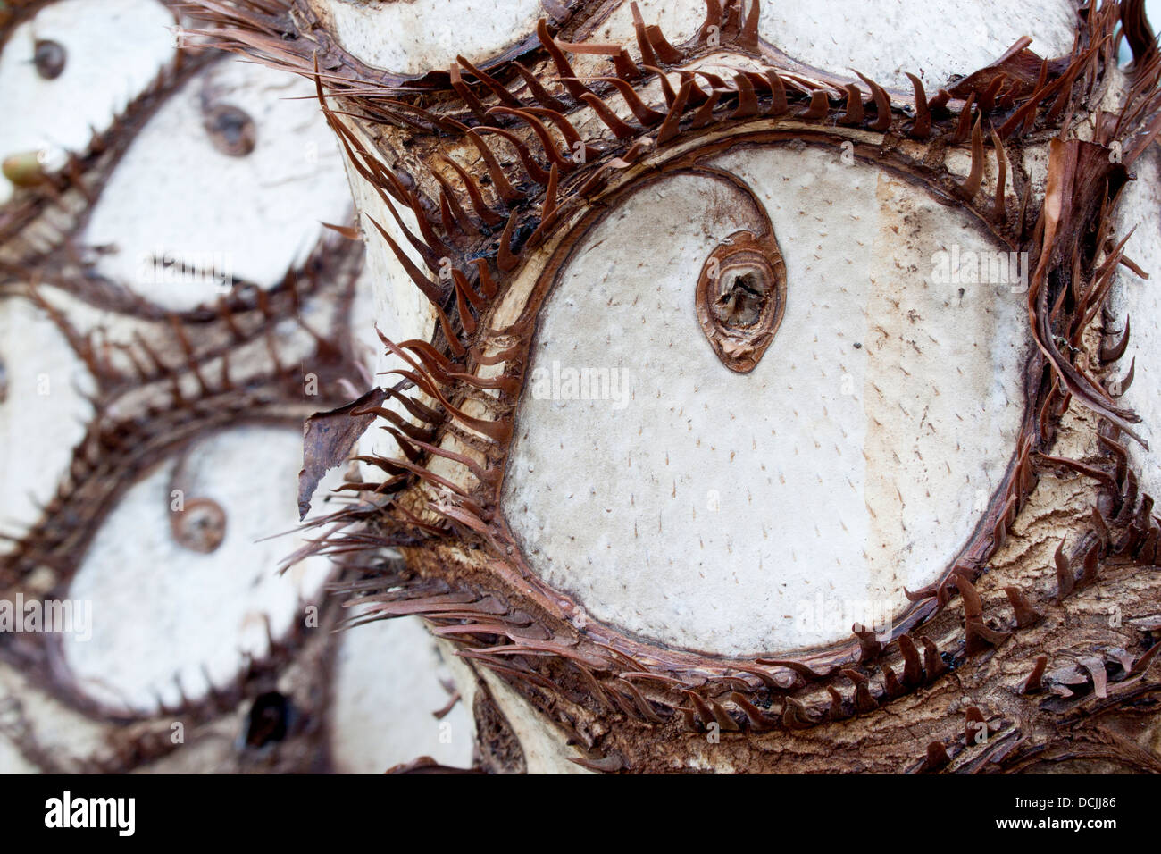A closeup of a stem of a plant that resembles open eyes with long ...