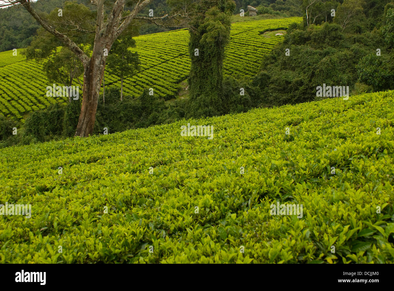 Tea plantation in Tanzania's Southern Highlands Stock Photo - Alamy
