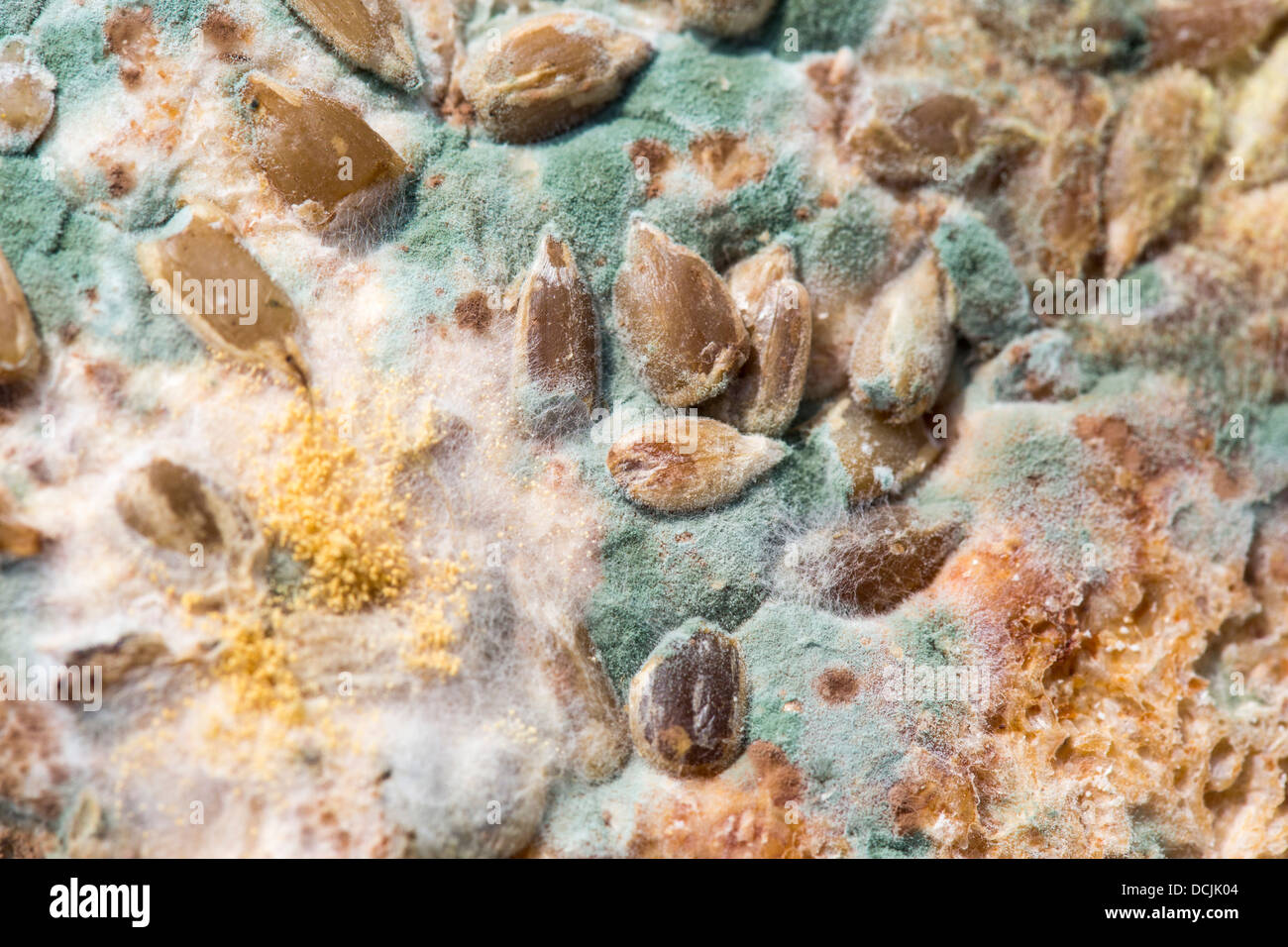 Brown bread going mouldy Stock Photo - Alamy