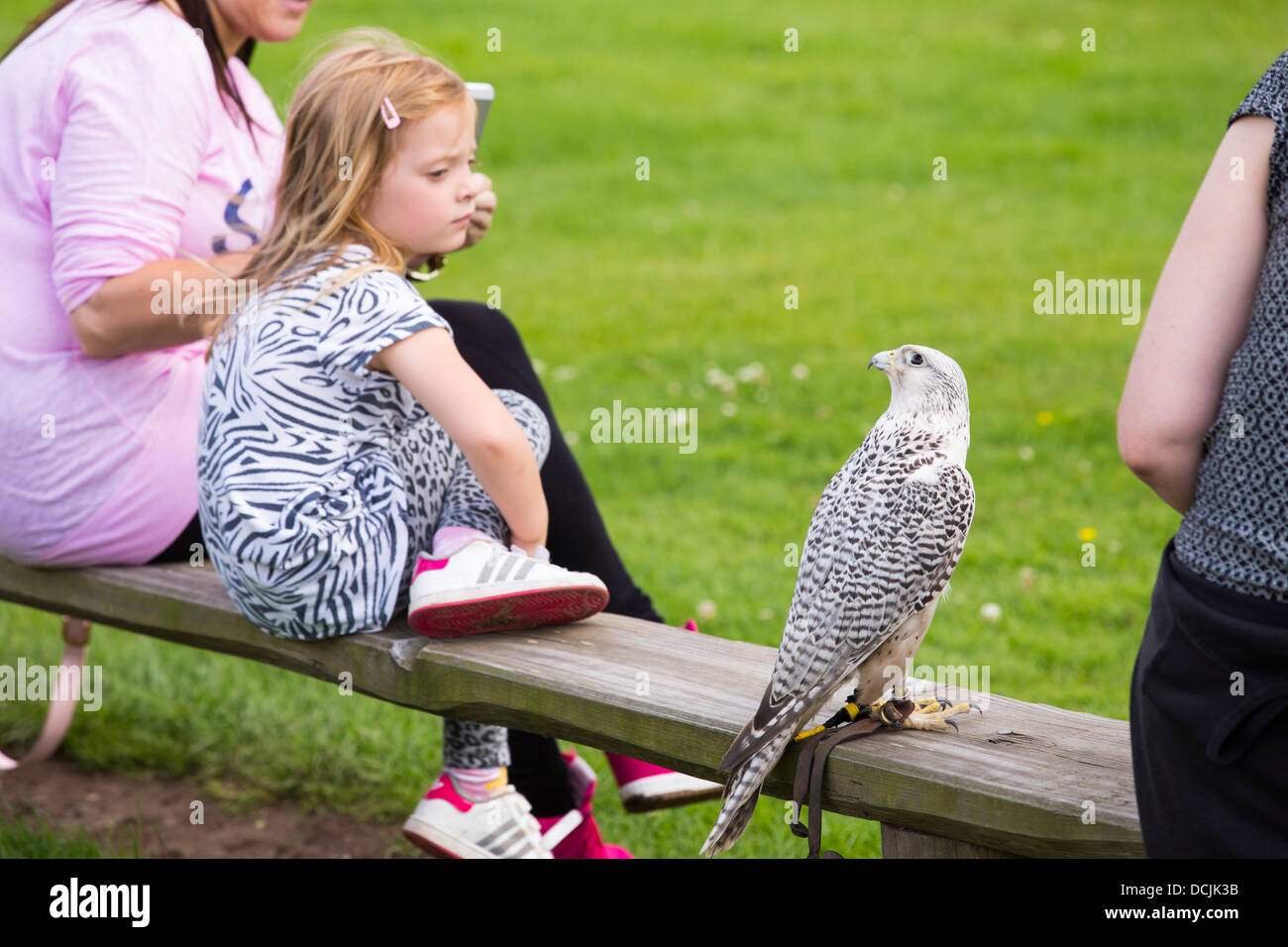 A falconry display at Lowther Bird of Prey Centre, near Penrith ...