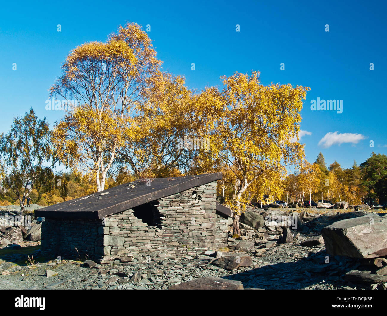 Silver birch trees, Hodge Close, Slate Quarry, Cumbria, UK Stock Photo ...