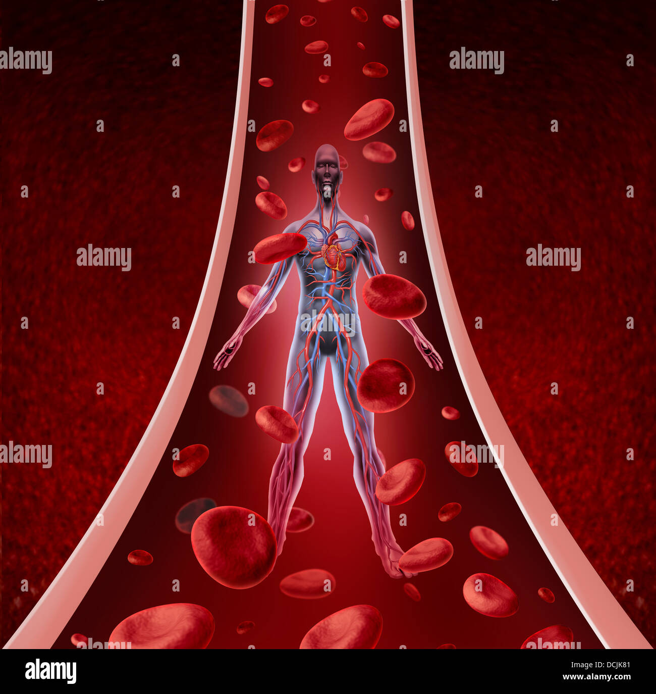 Human circulation health as a heart cardiovascular concept with human ...