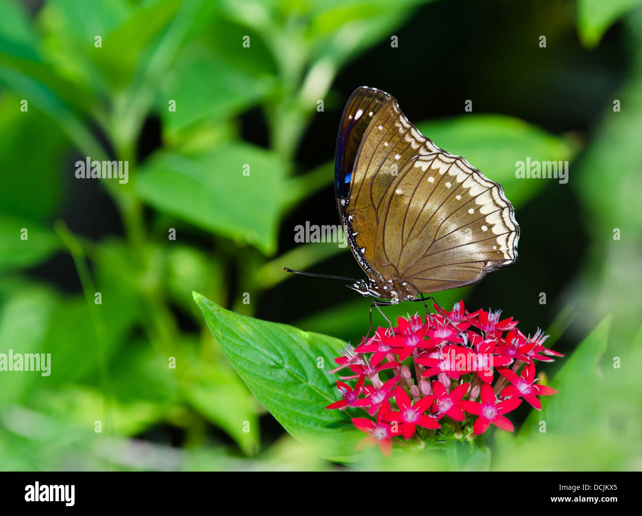 Blue moon butterfly hi-res stock photography and images - Alamy