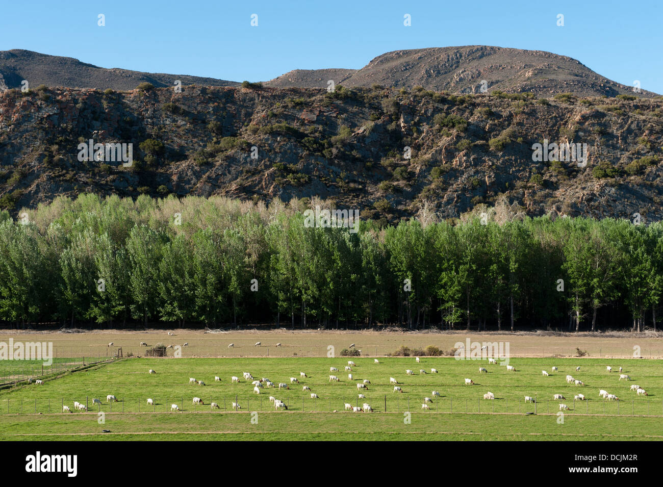 South africa sheep farming hi-res stock photography and images - Alamy