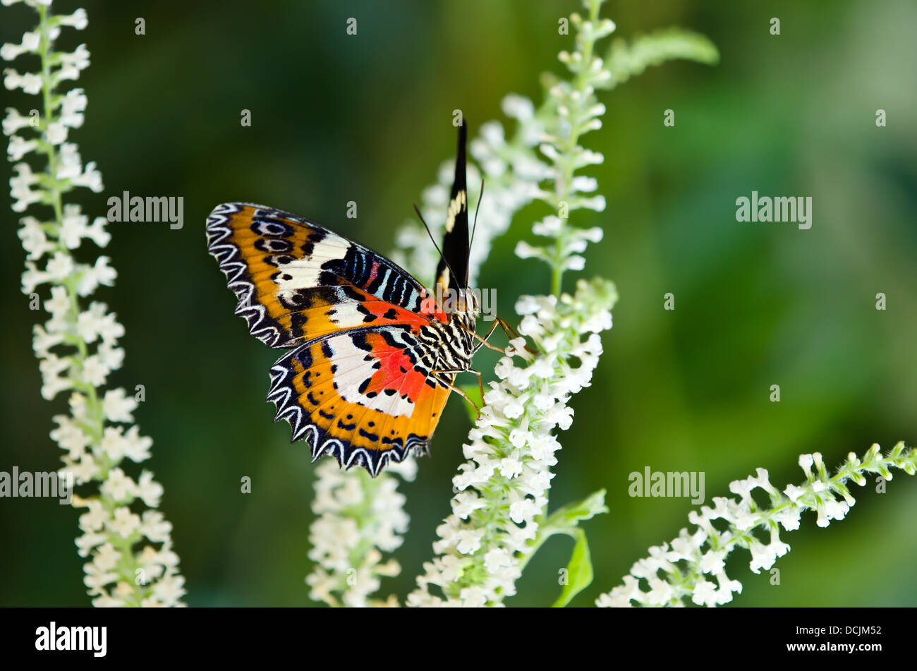Red lacewing butterfly hi-res stock photography and images - Alamy