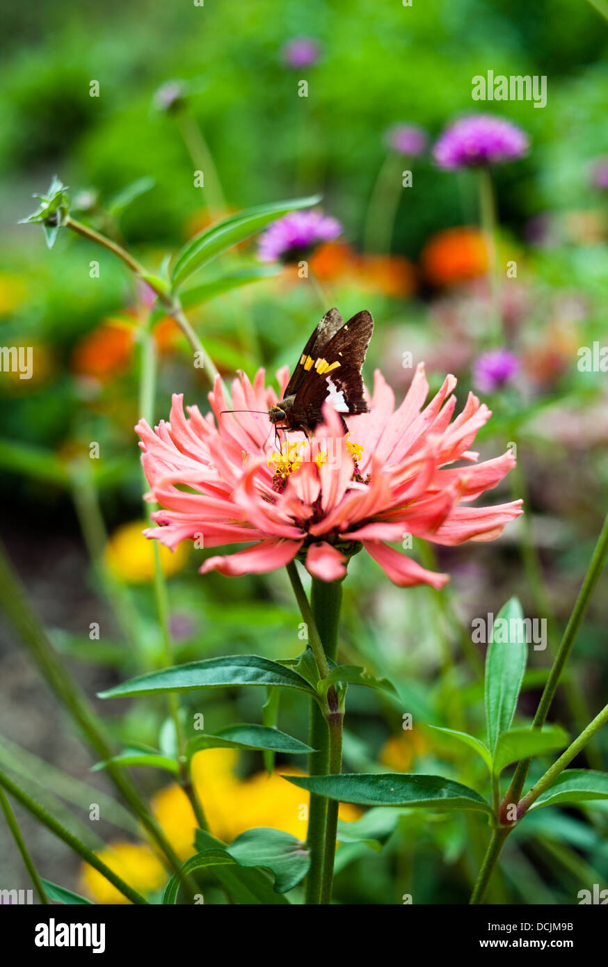 Butterfly in field of flowers hi-res stock photography and images - Alamy
