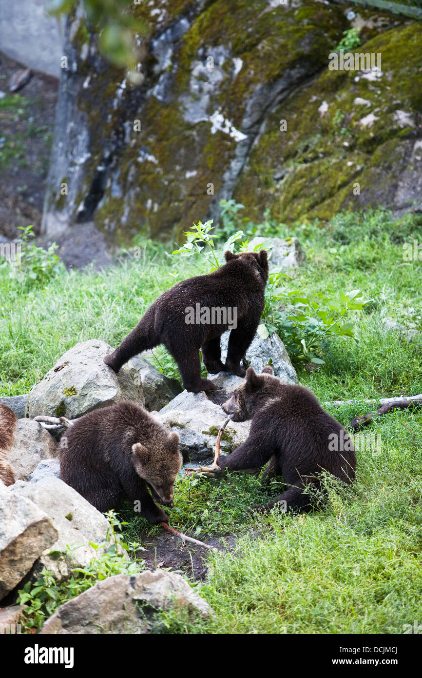 Three bears at a zoo Stock Photo - Alamy