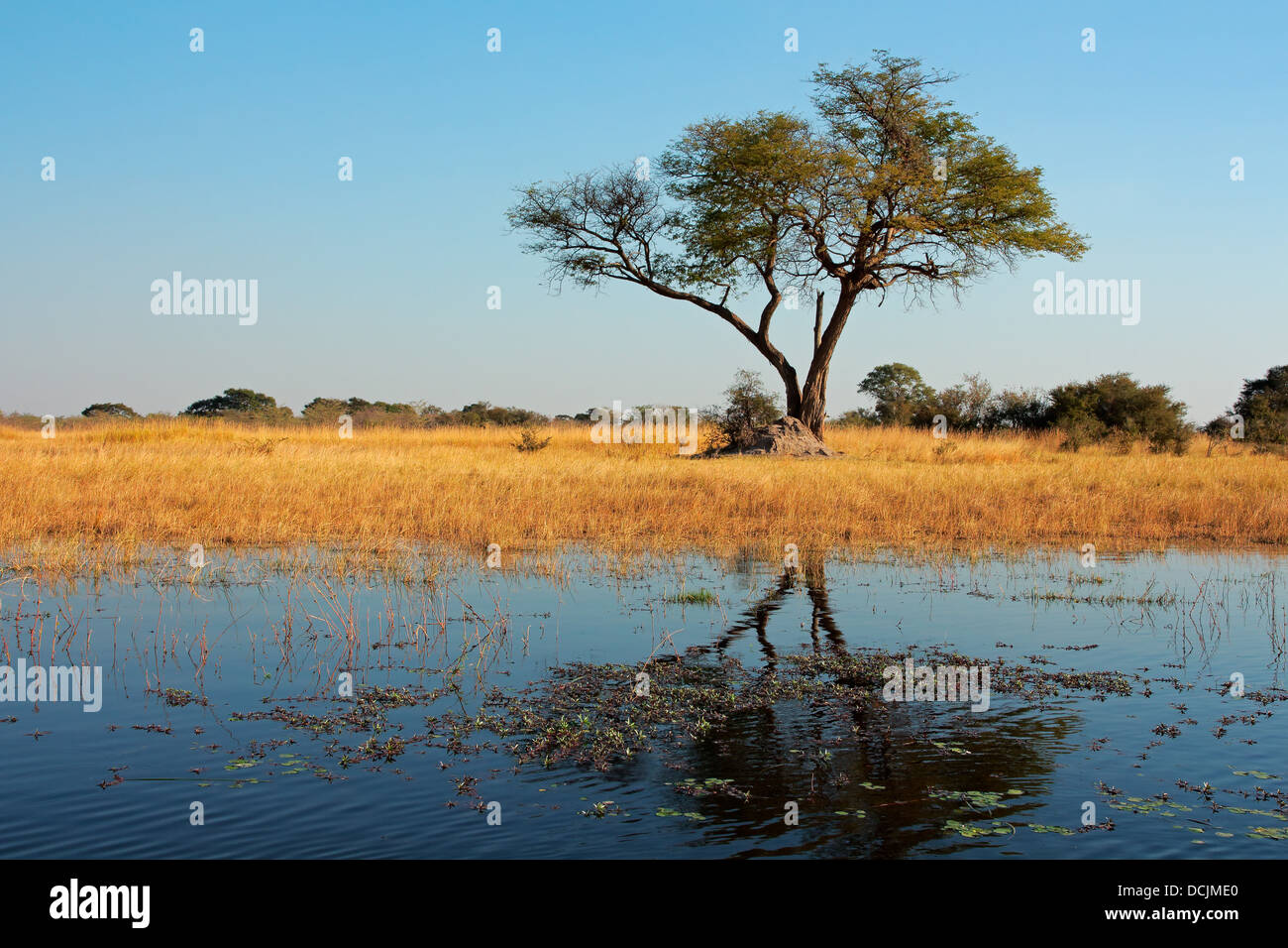 African landscape with an Acacia tree reflected in water, Kwando river ...