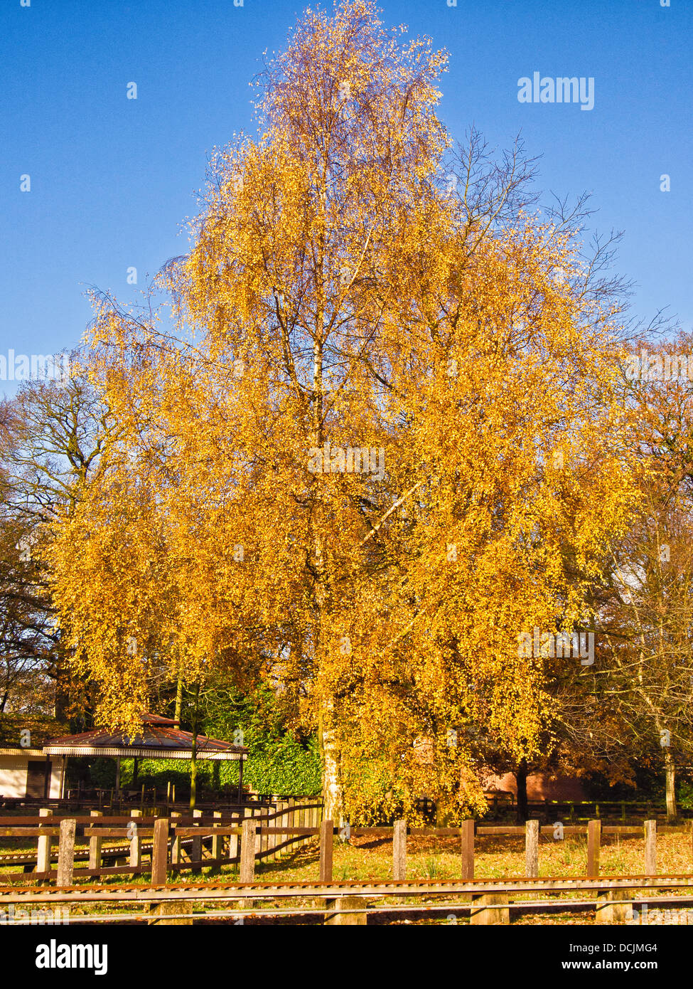 Silver birch autumn uk hi-res stock photography and images - Alamy