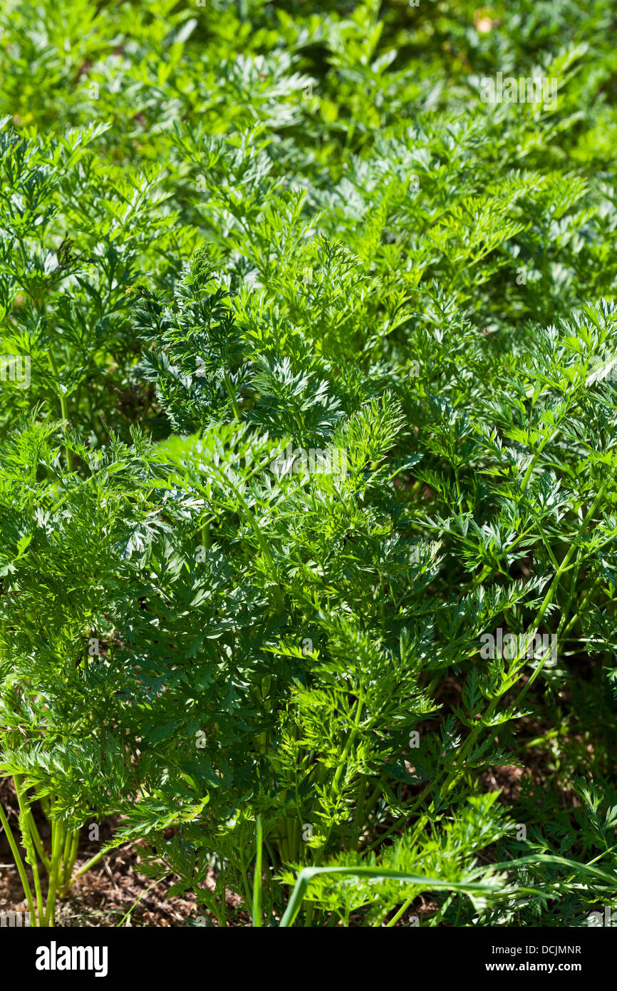 green grass of carrots on on bed of vegetable garden Stock Photo - Alamy