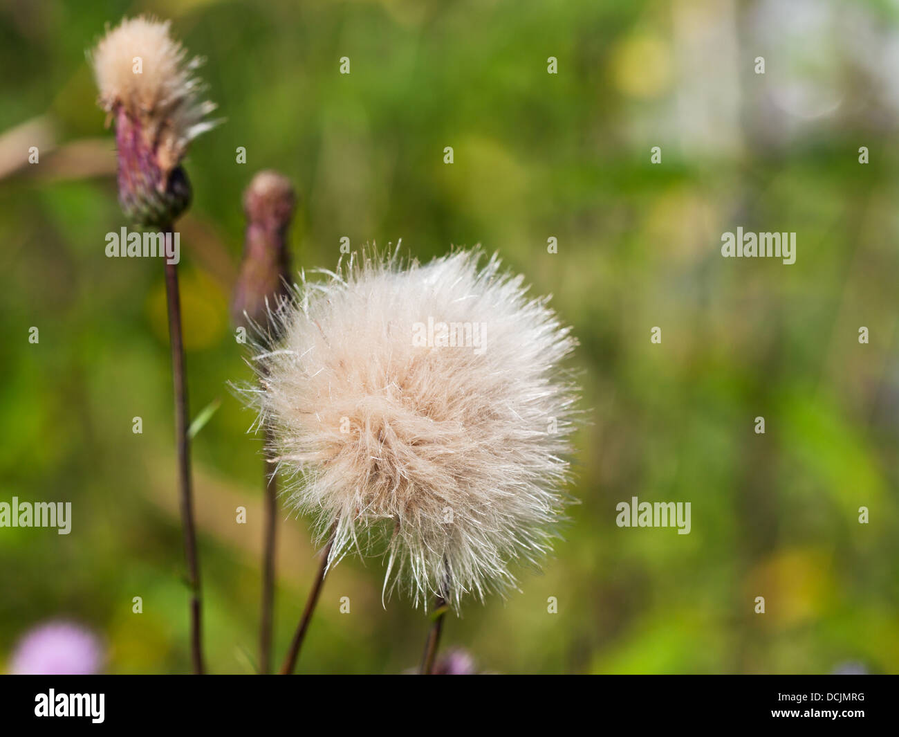 flower head with parachute pappus seeds of sonchus plant Stock Photo ...