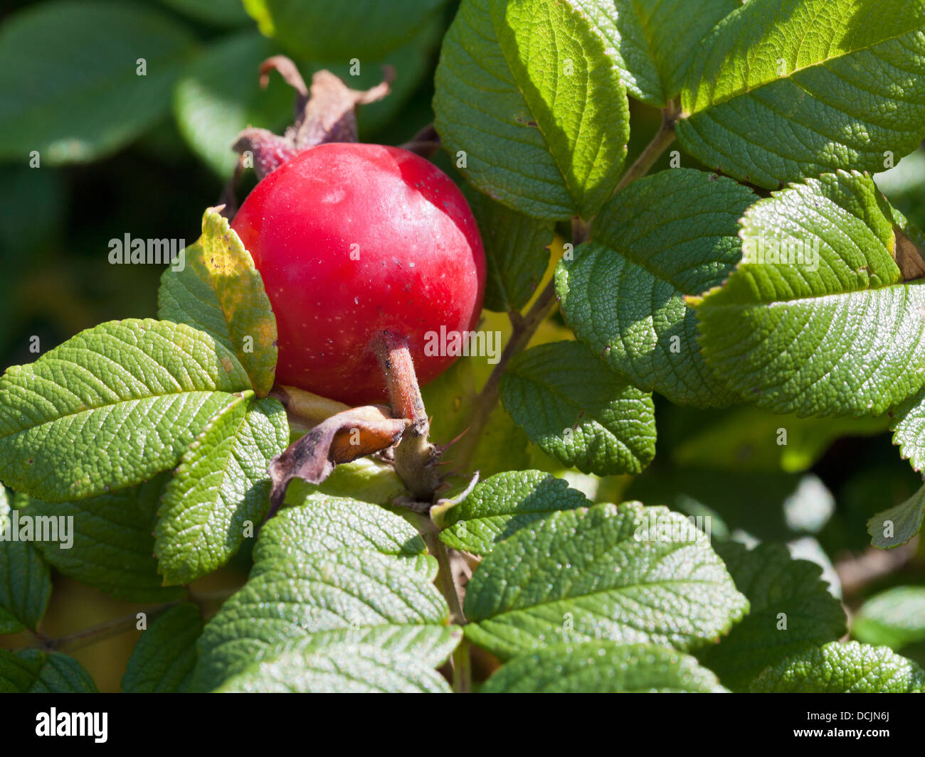 rose hip on bush of wild rose Stock Photo - Alamy