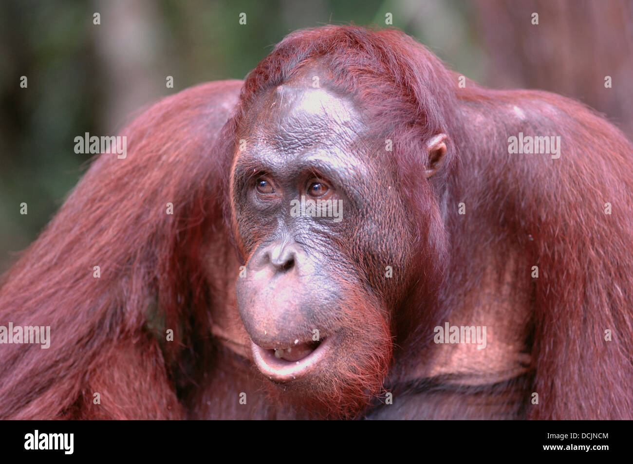 Orang color hi-res stock photography and images - Alamy