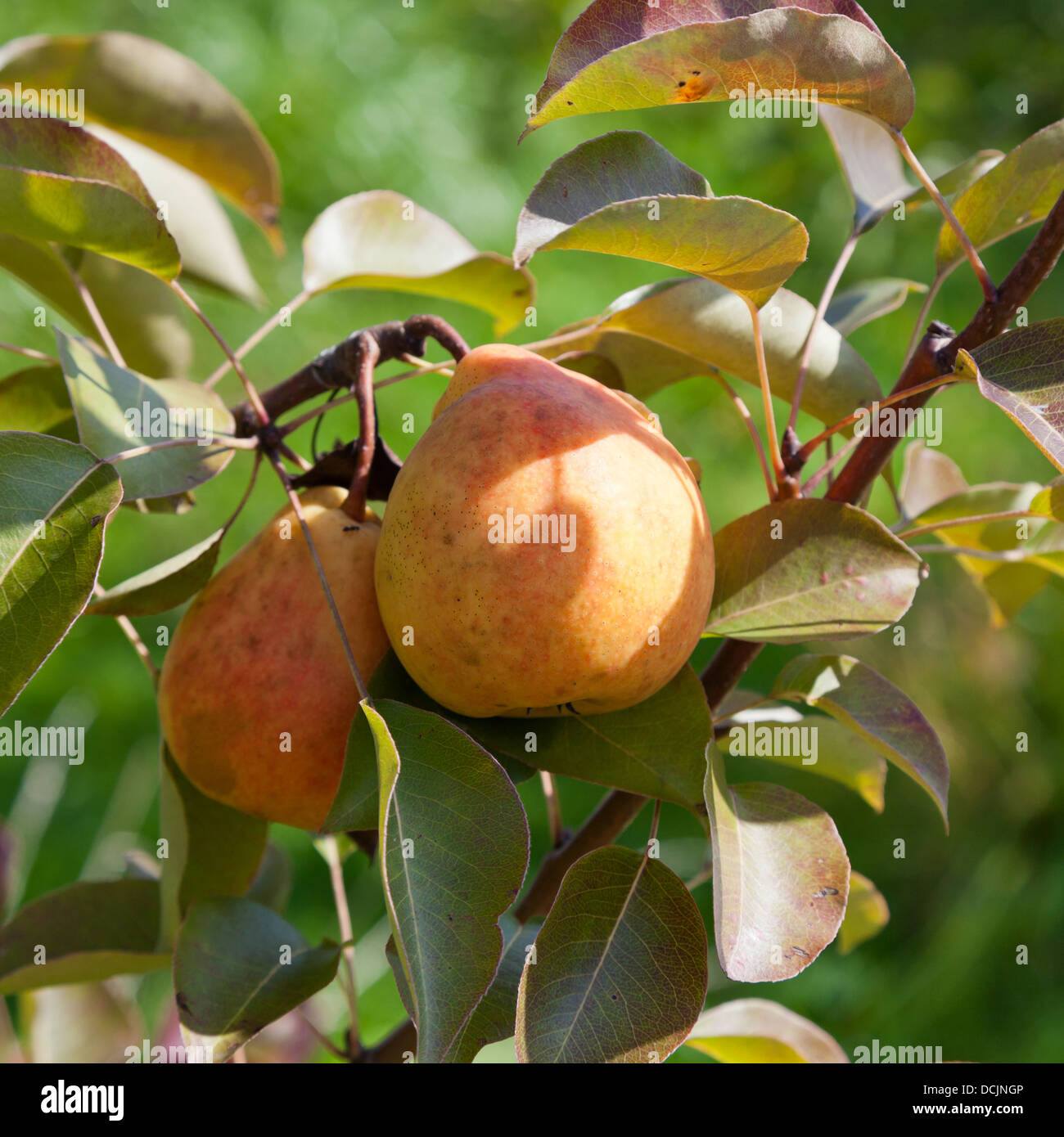 Red pears on tree in orchard hi-res stock photography and images - Alamy