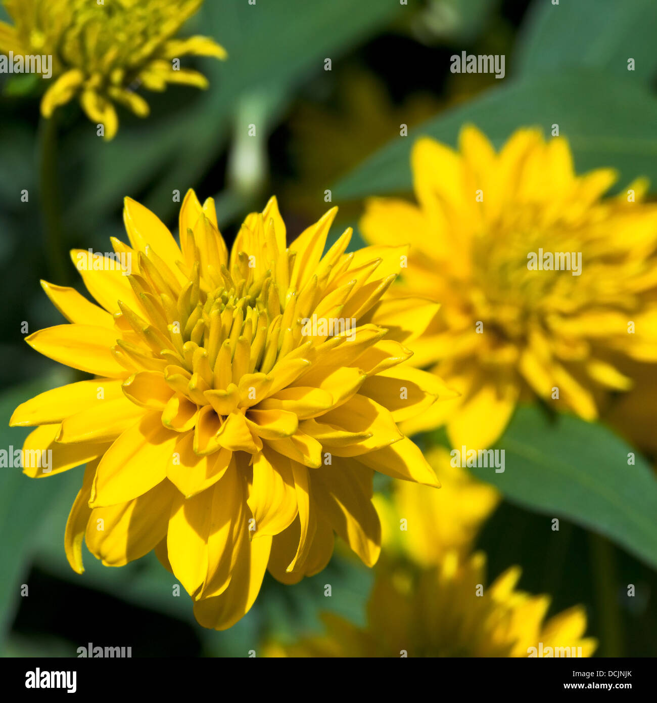 yellow flowers head of rudbeckia laciniata close up Stock Photo - Alamy