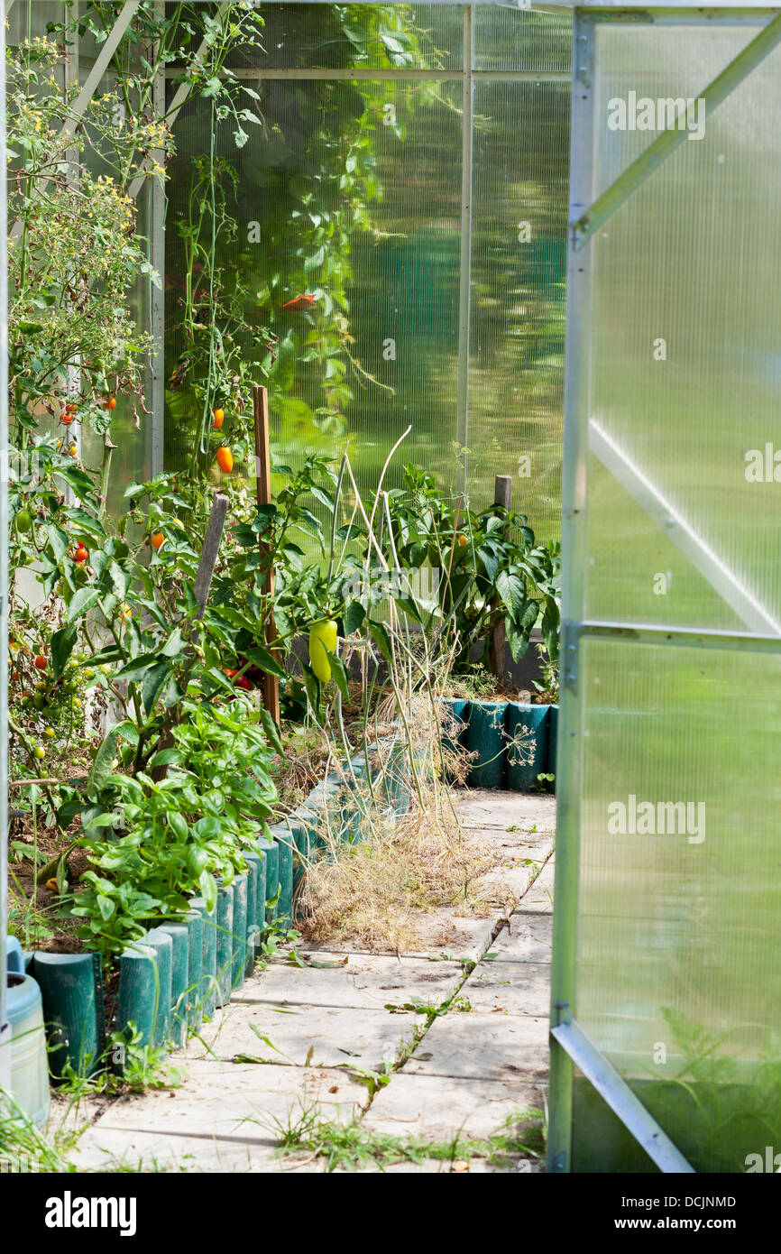 open door to greenhouse with vegetables in garden Stock Photo - Alamy