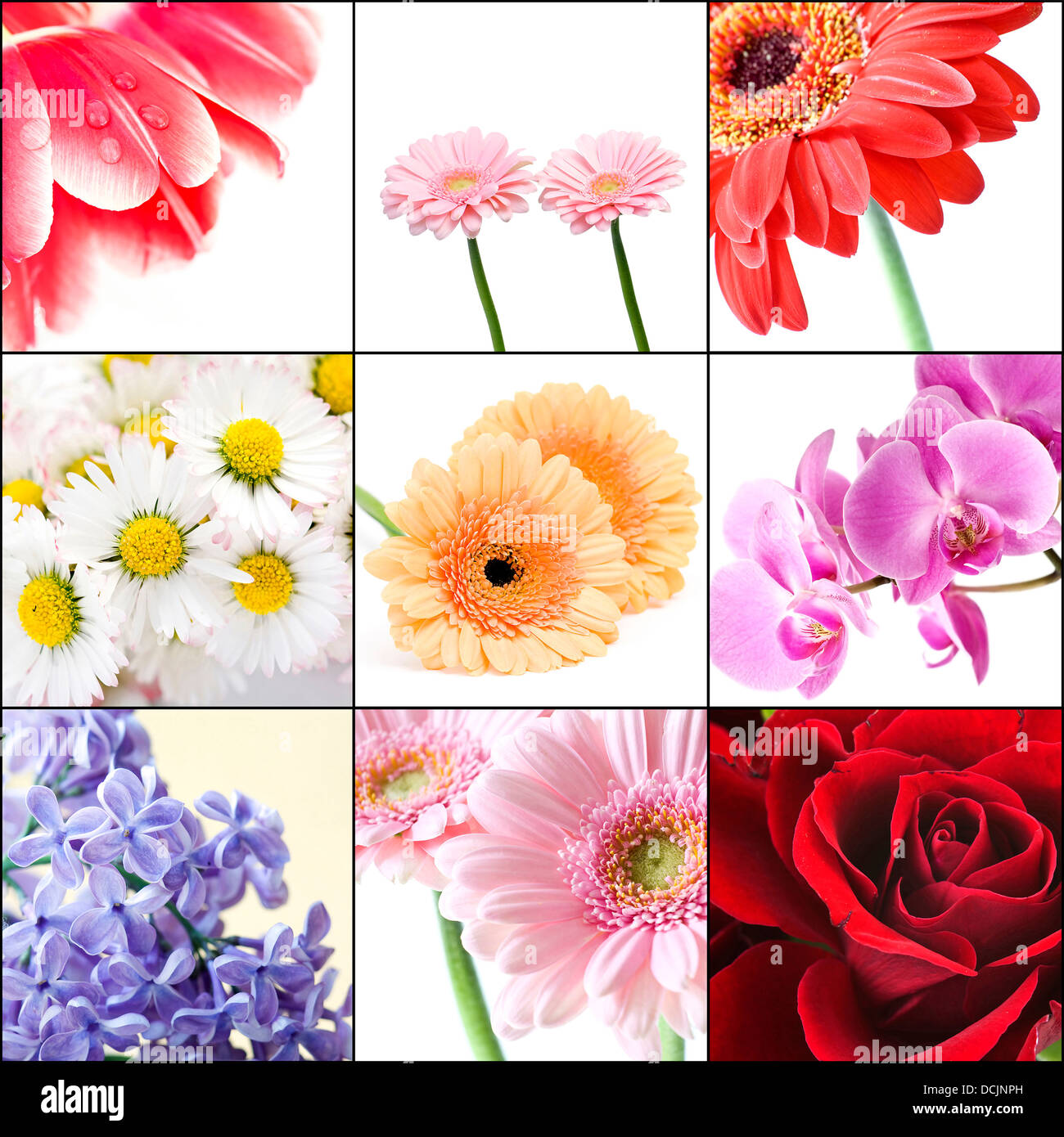 beautiful flowers collage Stock Photo - Alamy