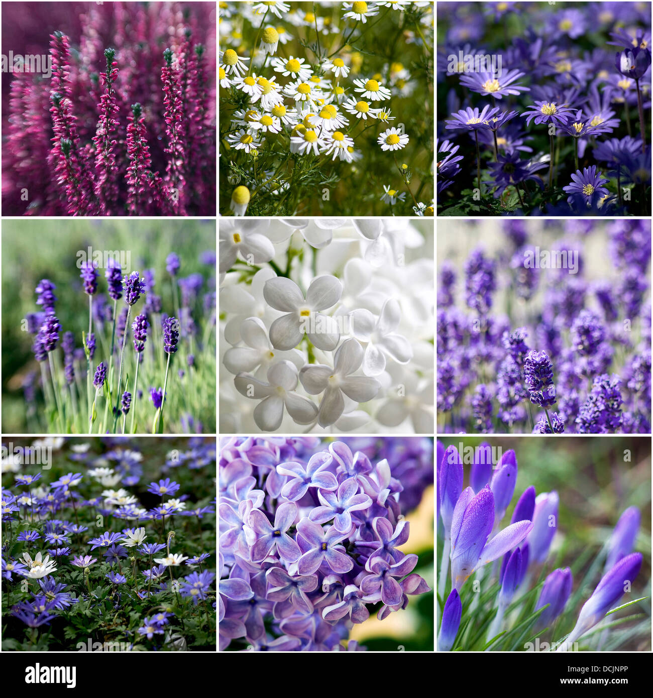 beautiful flowers collage Stock Photo - Alamy