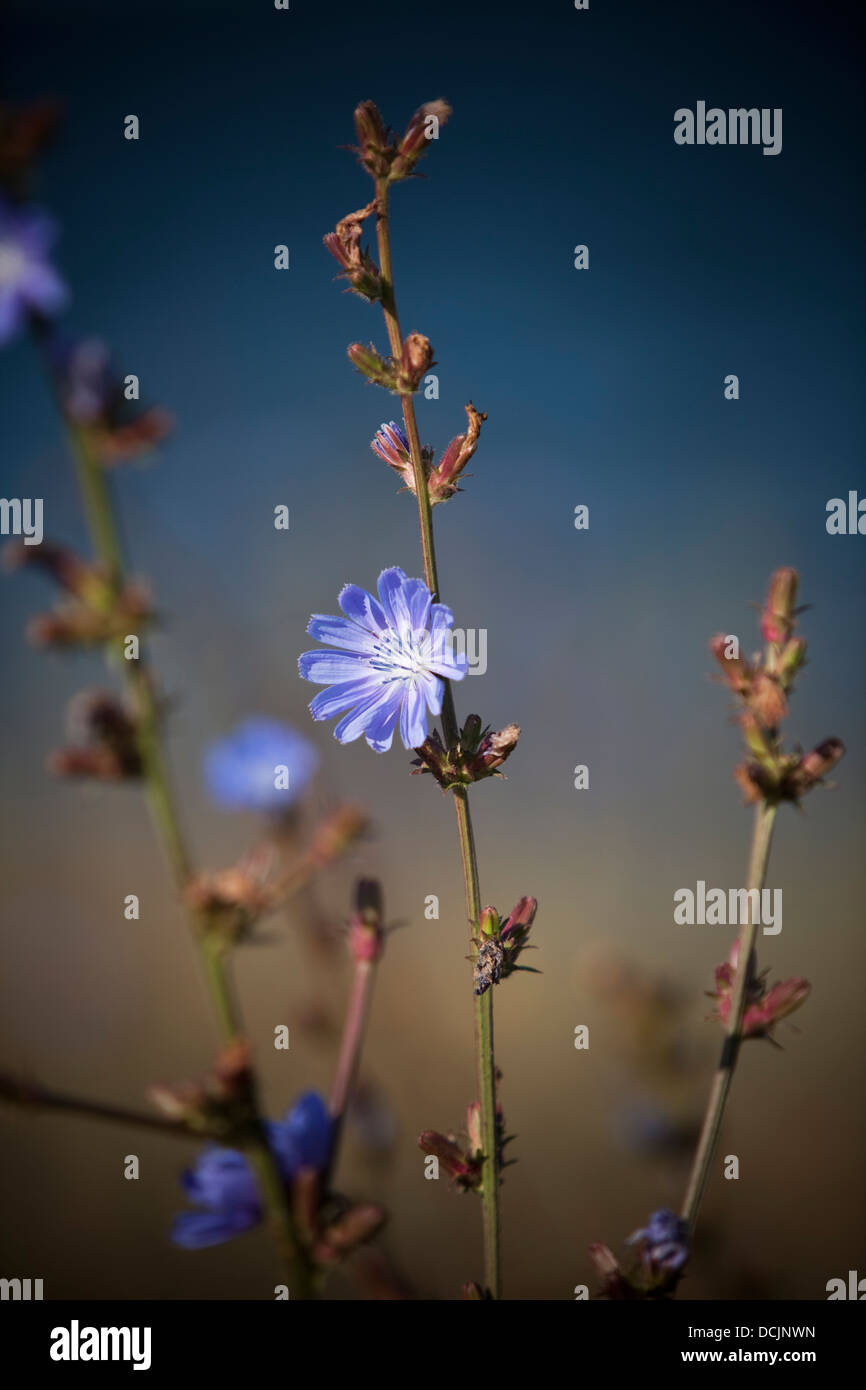 Blue flower with short focal depth Stock Photo - Alamy