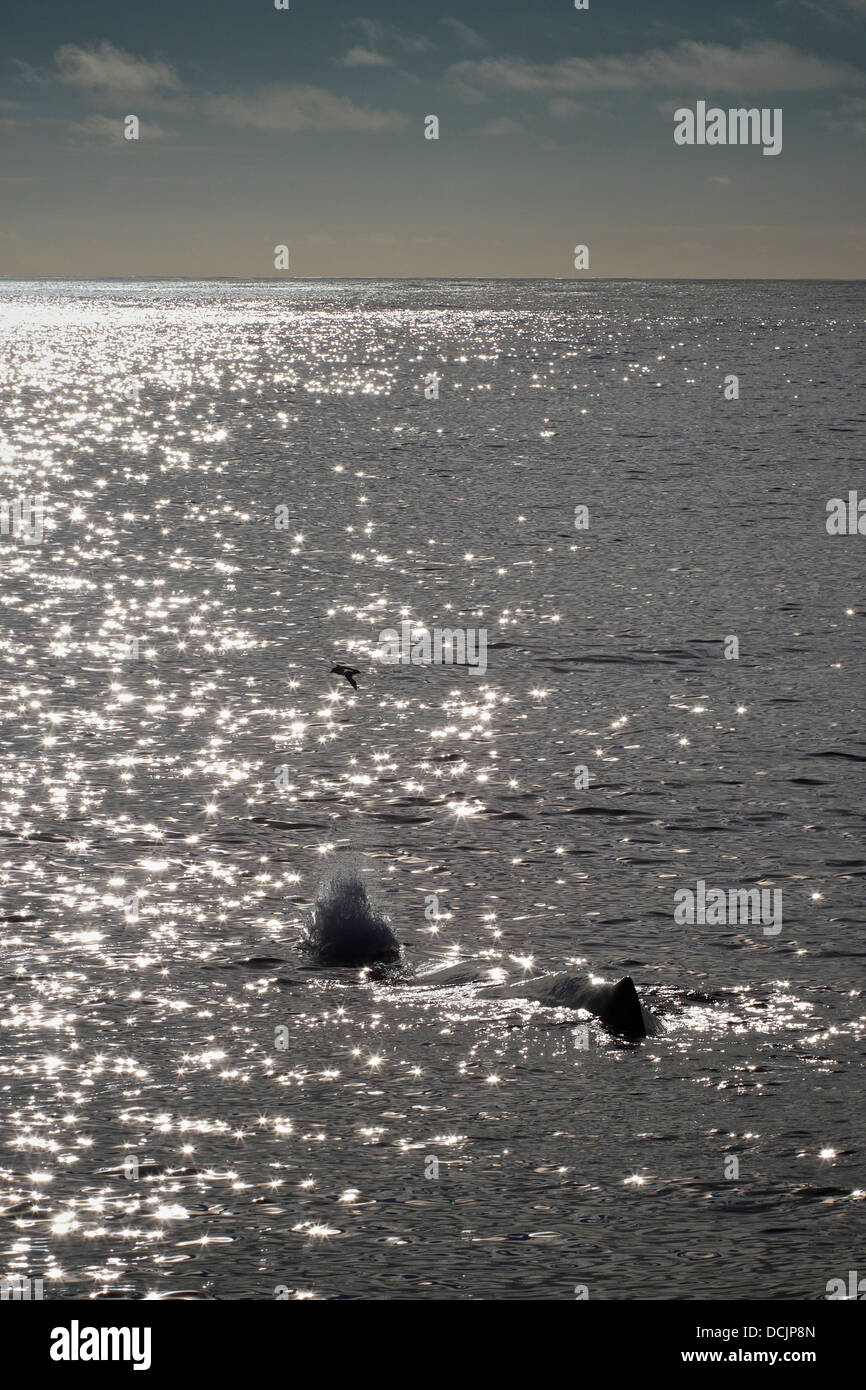 Whale breaking surface of sea Stock Photo - Alamy